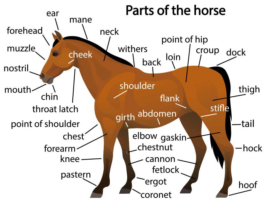 National Hippology Academy – Interscholastic Equestrian Association